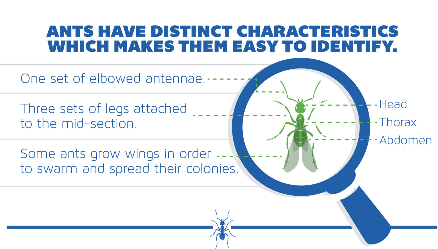 Ants 101: Common Questions About Ants – Answered - HomeTeam Pest Defense